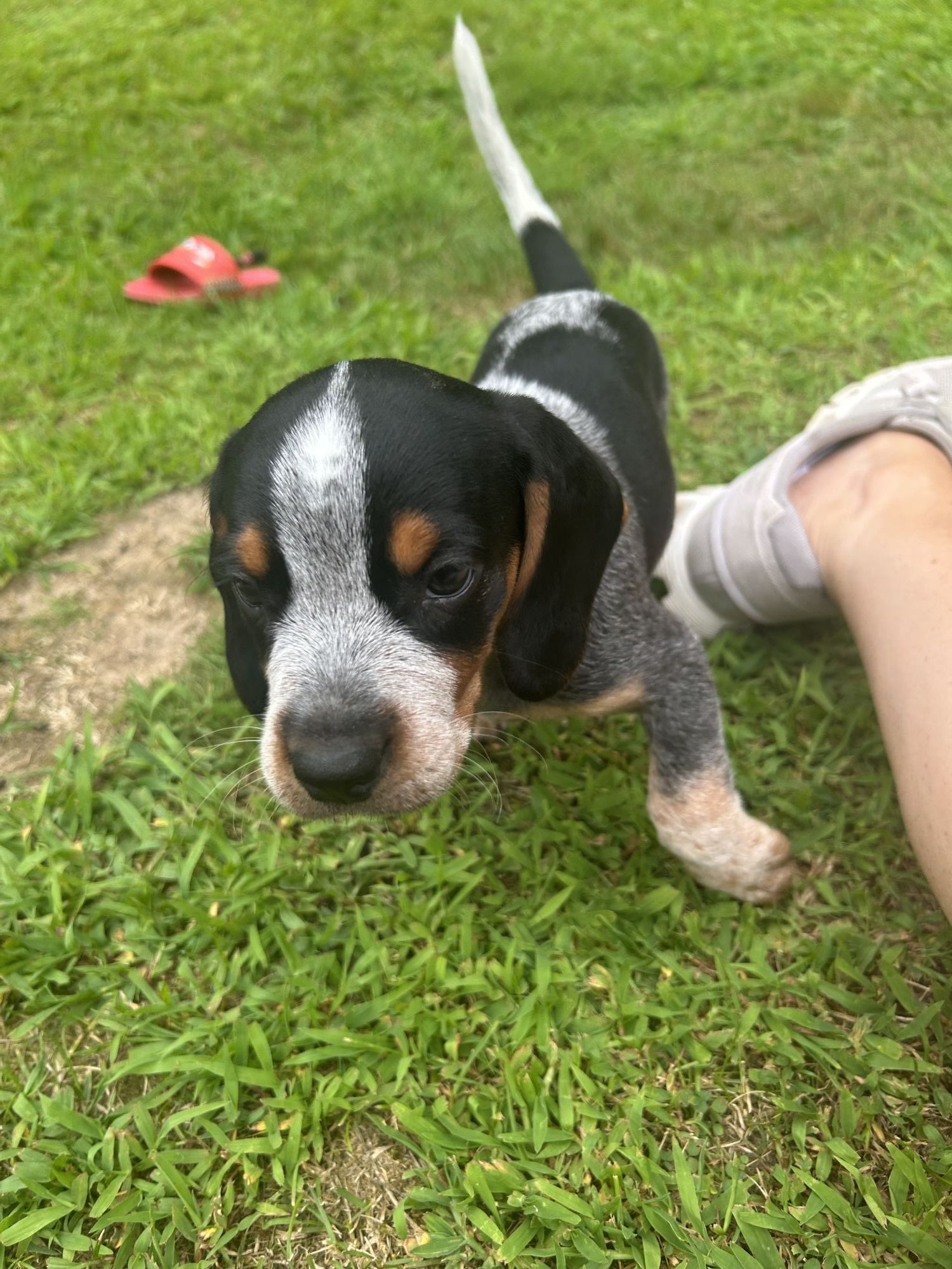 Blue Tick Beagle Puppy